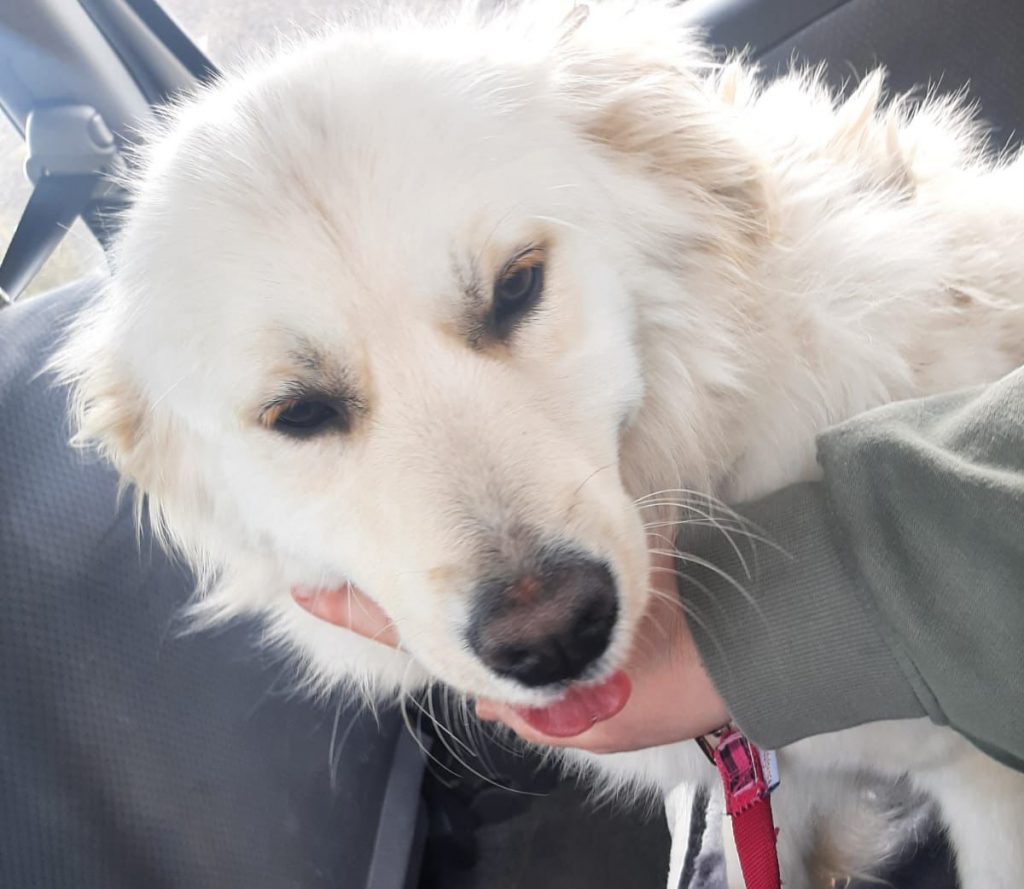 Irish Retriever Rescue – Rescuing Golden Retrievers since 2005. UK ...