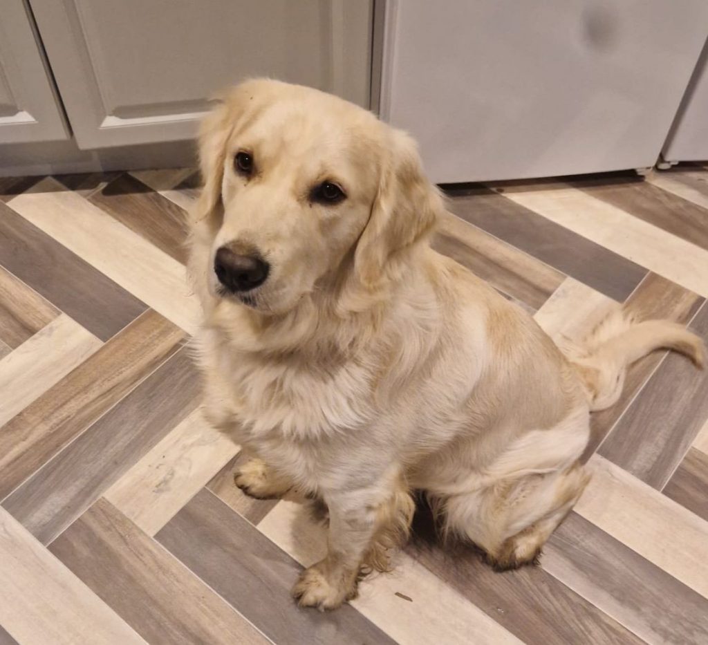 Irish Retriever Rescue – Rescuing Golden Retrievers since 2005. UK ...