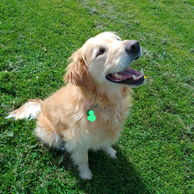 Irish Retriever Rescue – Rescuing Golden Retrievers since 2005. UK ...