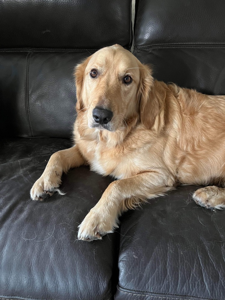 Irish Retriever Rescue – Rescuing Golden Retrievers since 2005. UK ...