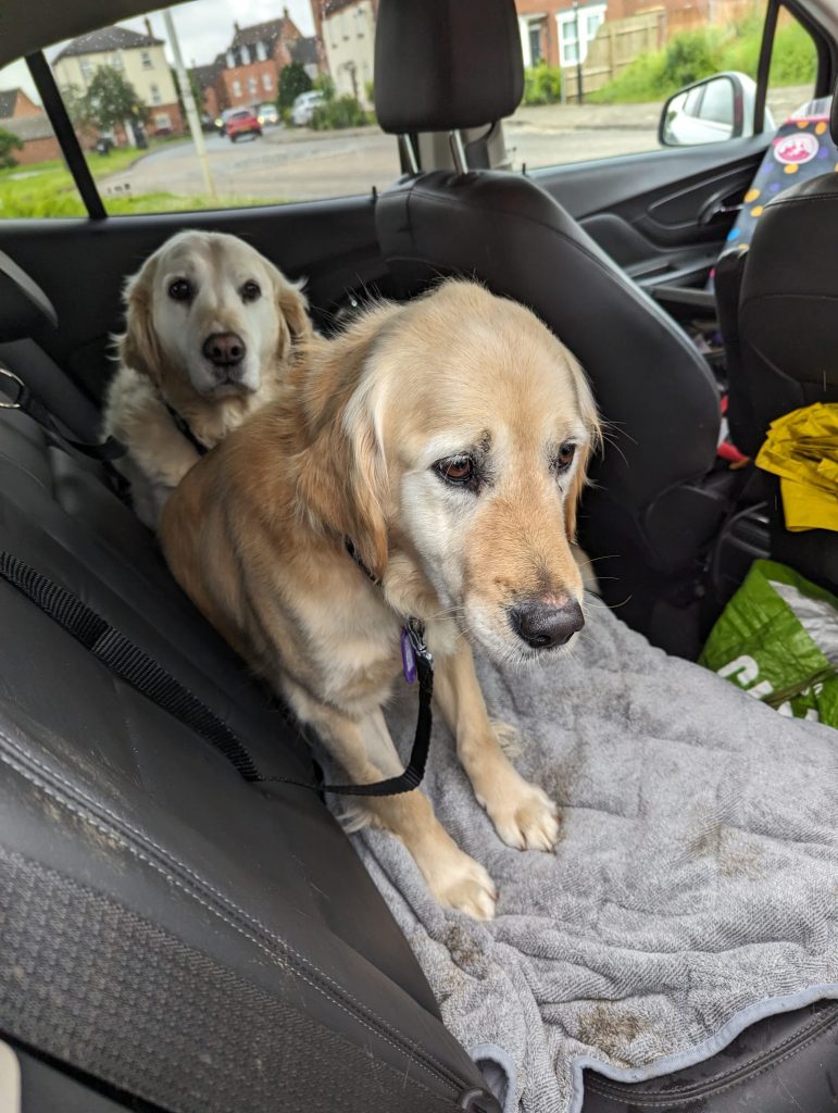 Irish Retriever Rescue – Rescuing Golden Retrievers since 2005. UK ...