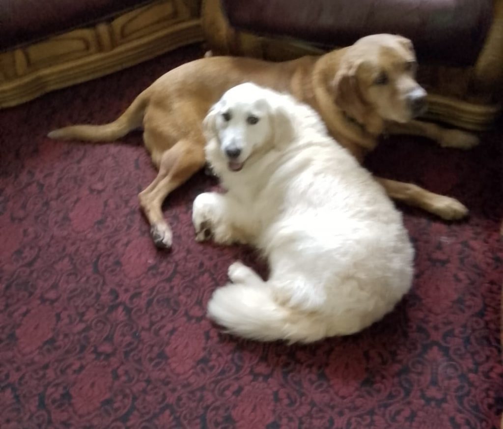 Irish Retriever Rescue – Rescuing Golden Retrievers since 2005. UK ...