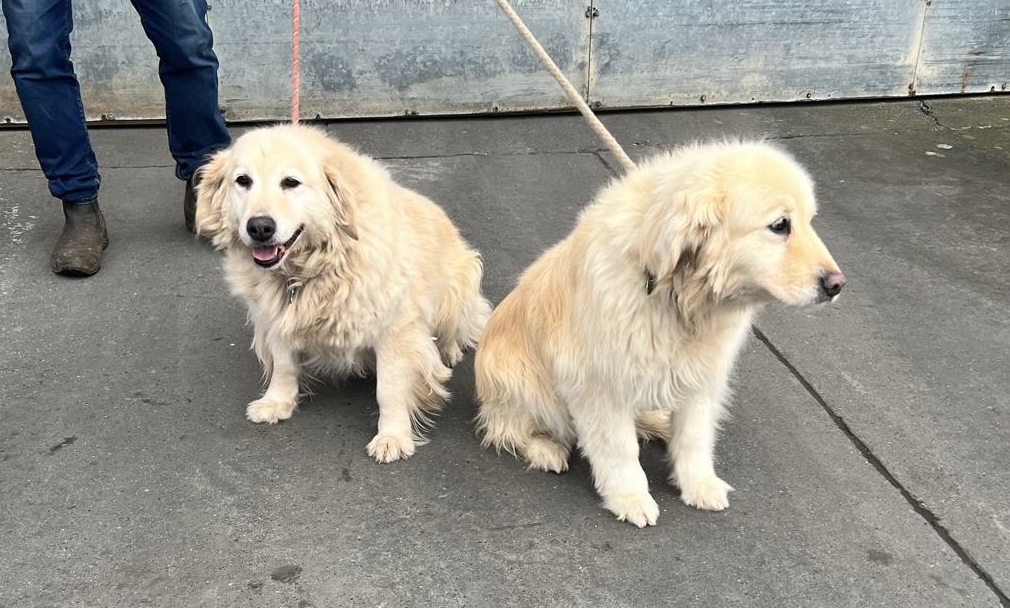 Irish Retriever Rescue – Rescuing Golden Retrievers since 2005. UK ...