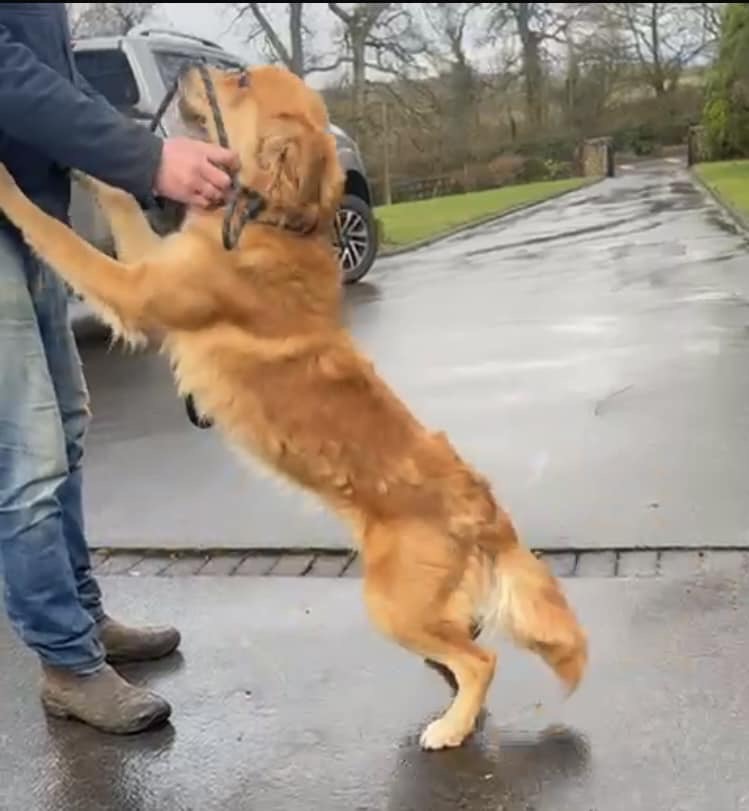 Irish Retriever Rescue – Rescuing Golden Retrievers since 2005. UK ...
