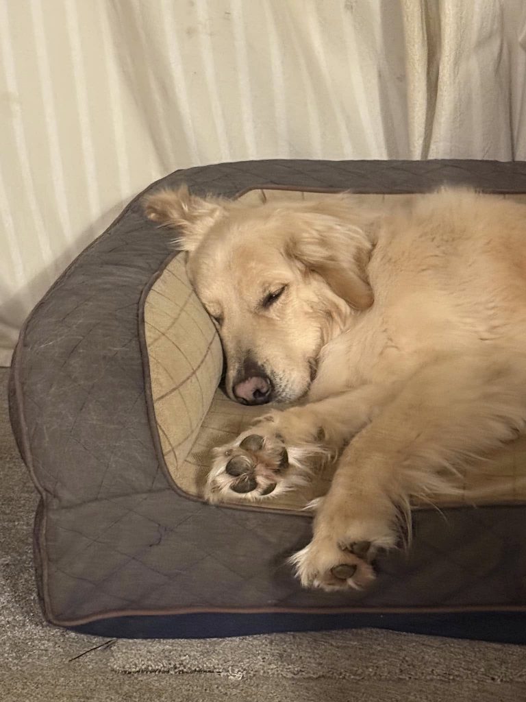 Irish Retriever Rescue – Rescuing Golden Retrievers since 2005. UK ...