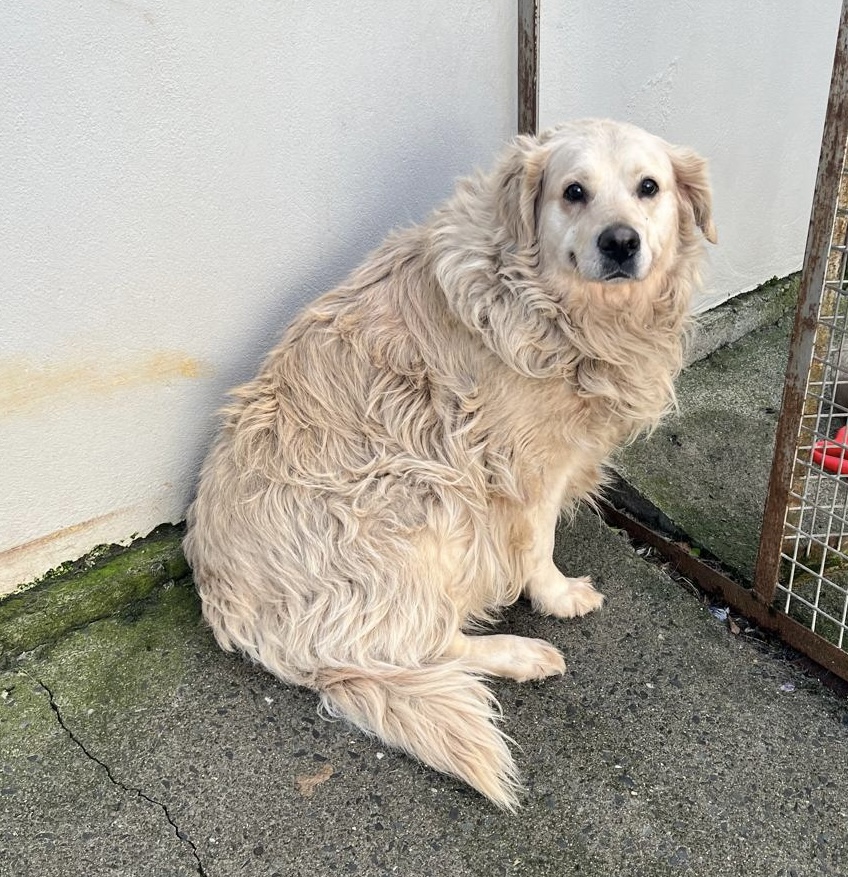 Irish Retriever Rescue – Rescuing Golden Retrievers since 2005. UK ...