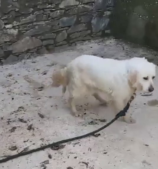 Irish Retriever Rescue – Rescuing Golden Retrievers since 2005. UK ...