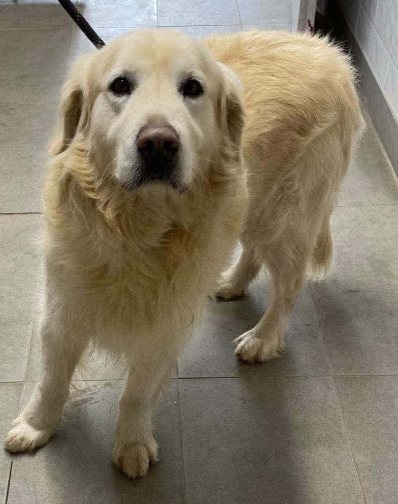 Irish Retriever Rescue – Rescuing Golden Retrievers since 2005. UK ...