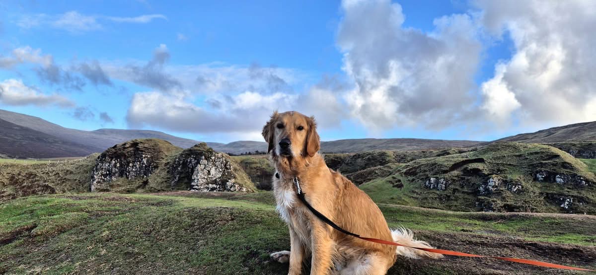 FRED – Irish Retriever Rescue