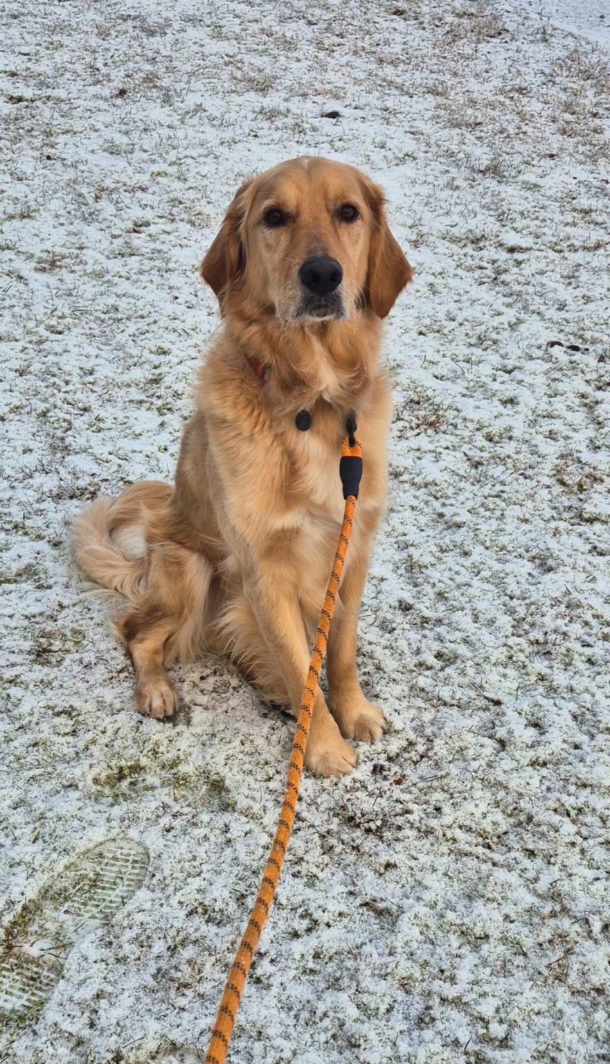 FRED – Irish Retriever Rescue
