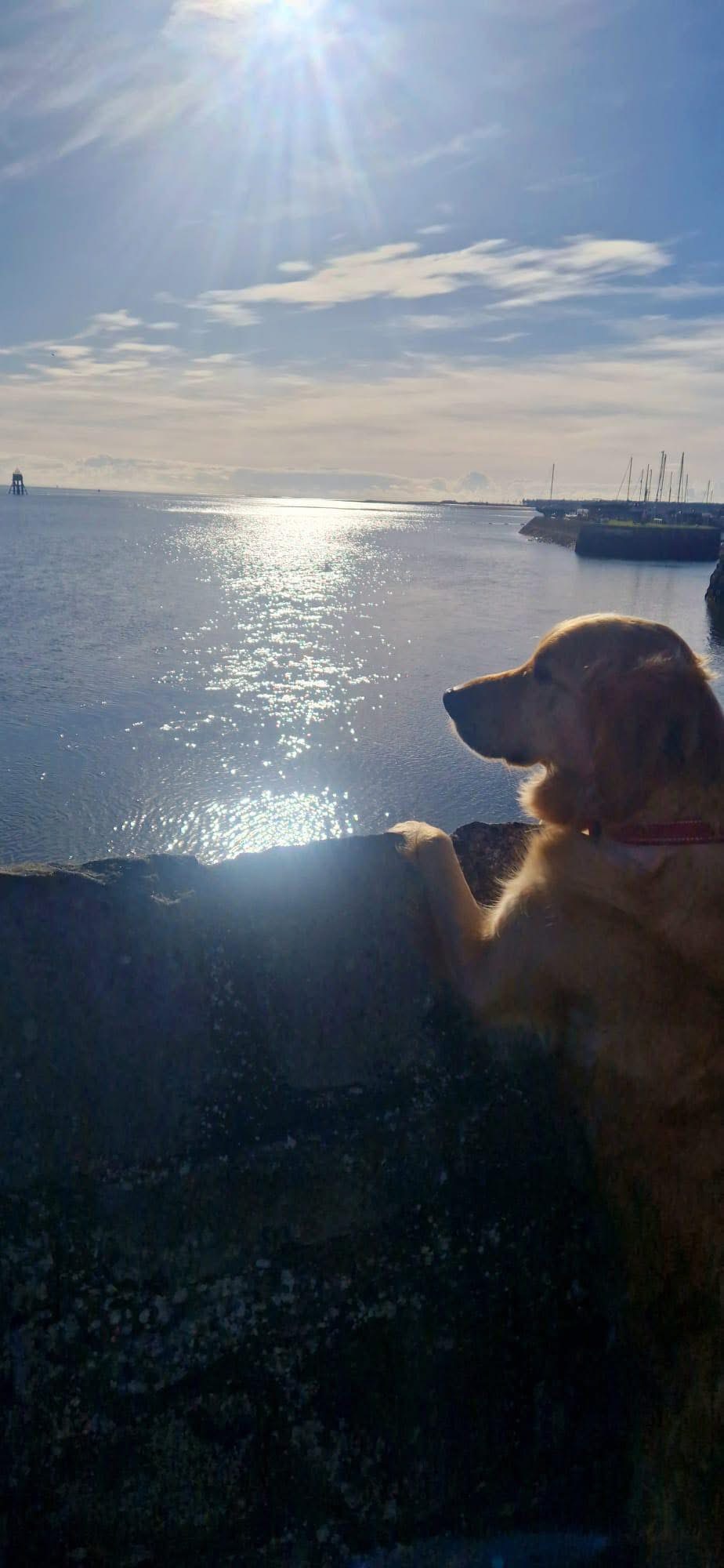 FRED – Irish Retriever Rescue